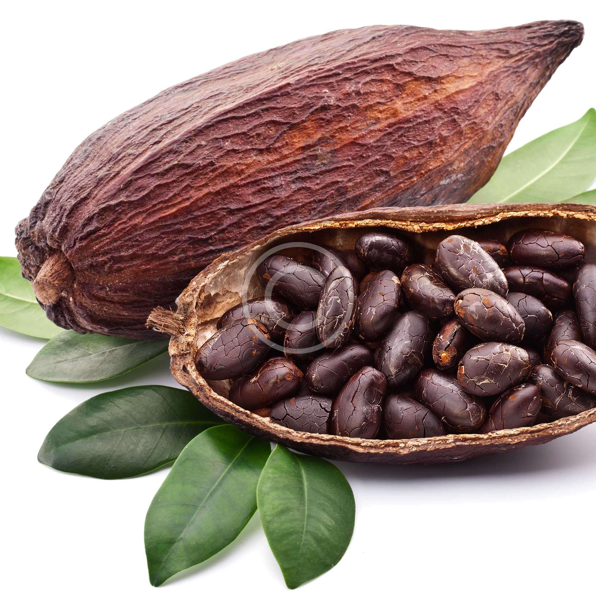 Sorting Cacao Beans – Step By Step Catering