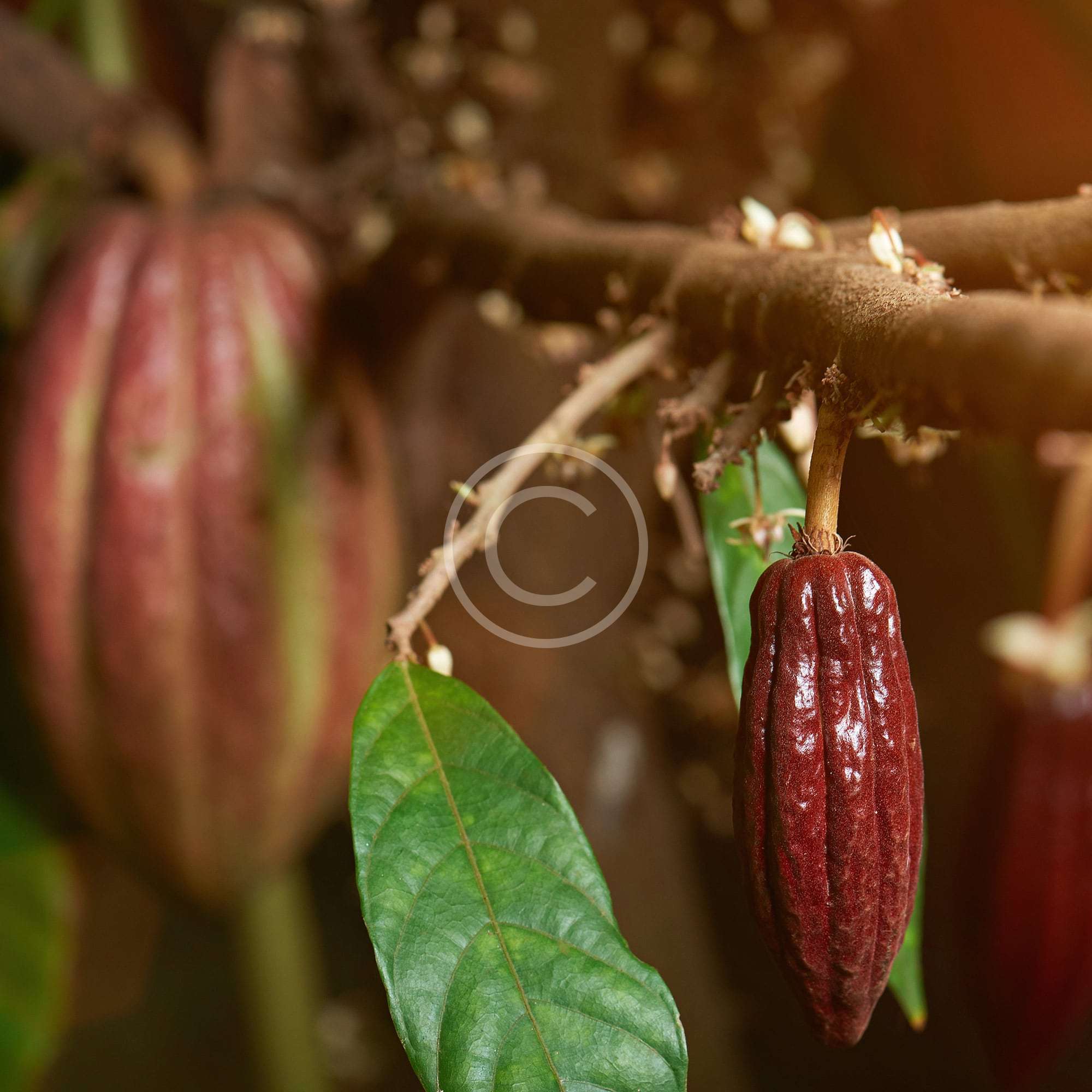 Selecting Cacao Beans – Step By Step Catering